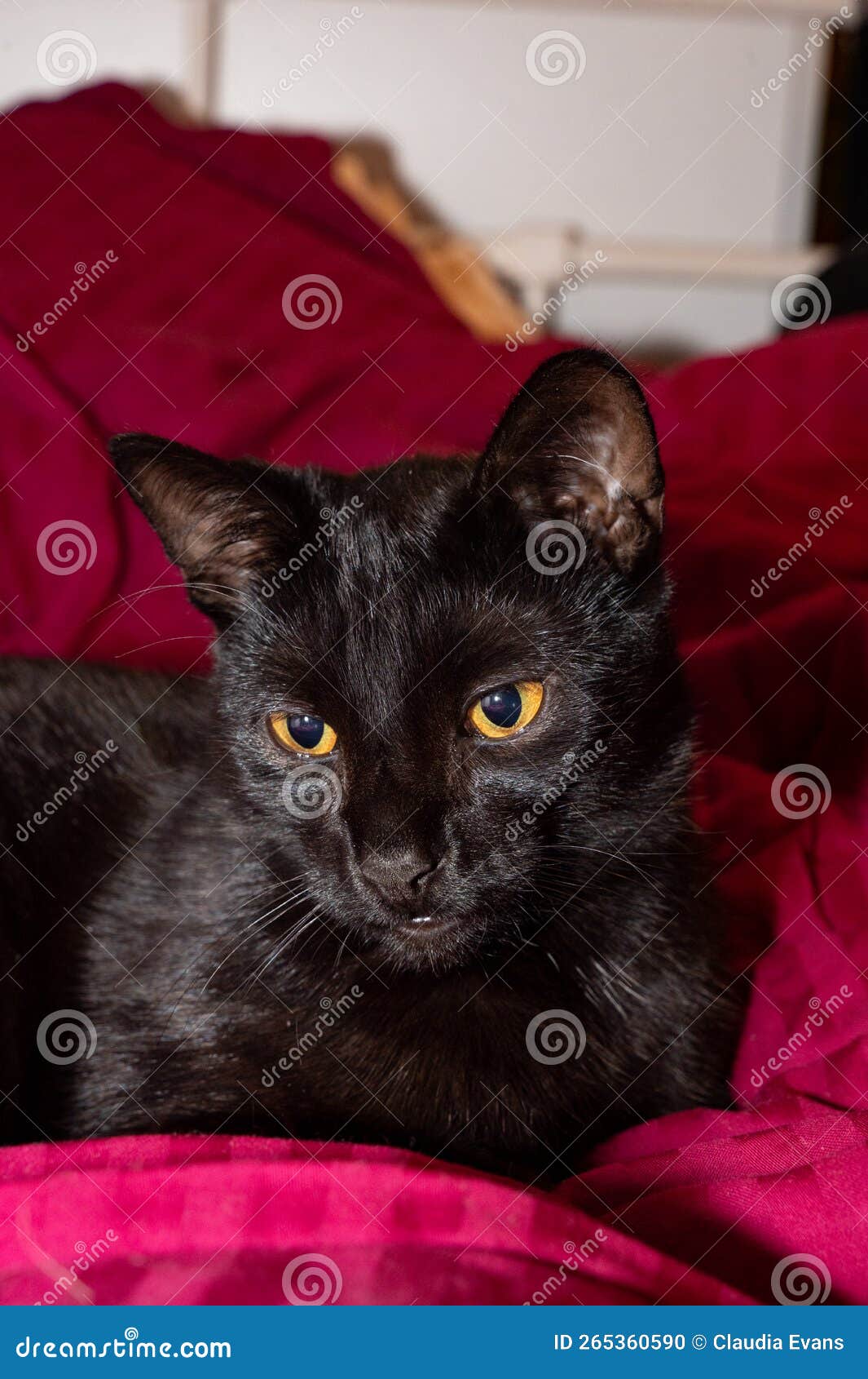A cute black cat stock photo. Image of lazy, animal - 265360590