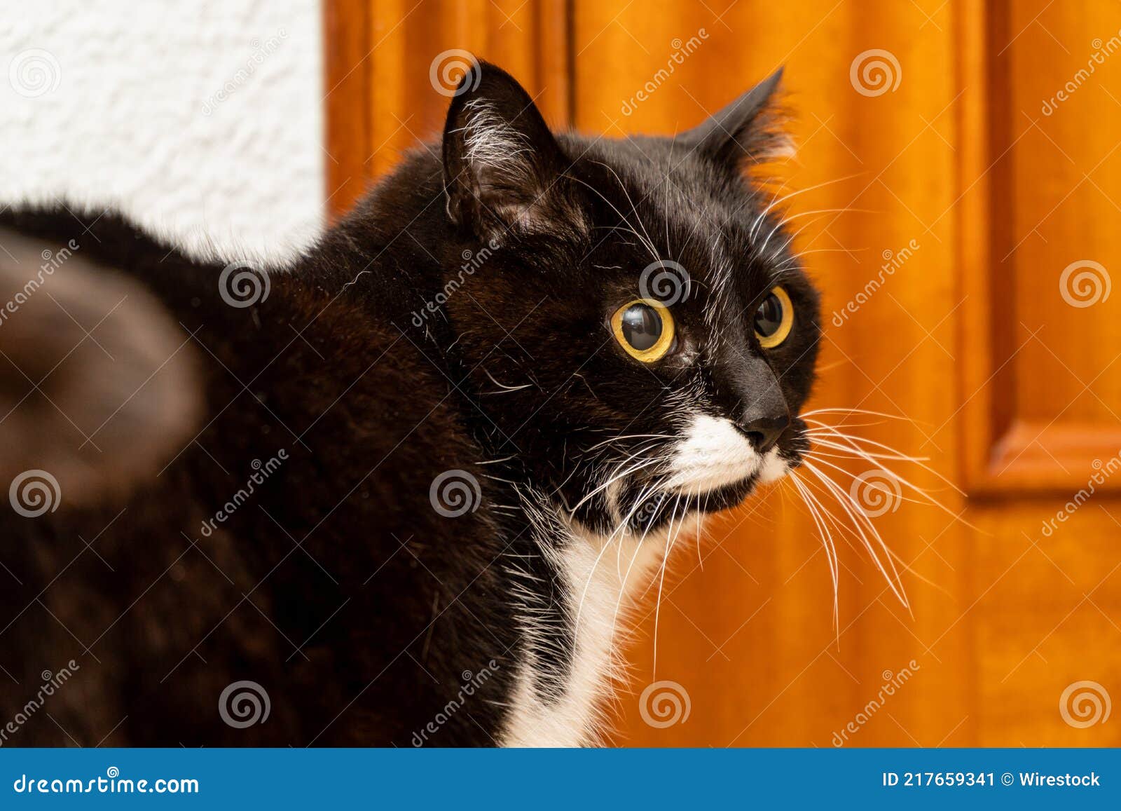 Cute black cat at home stock image. Image of house, blurry - 217659341