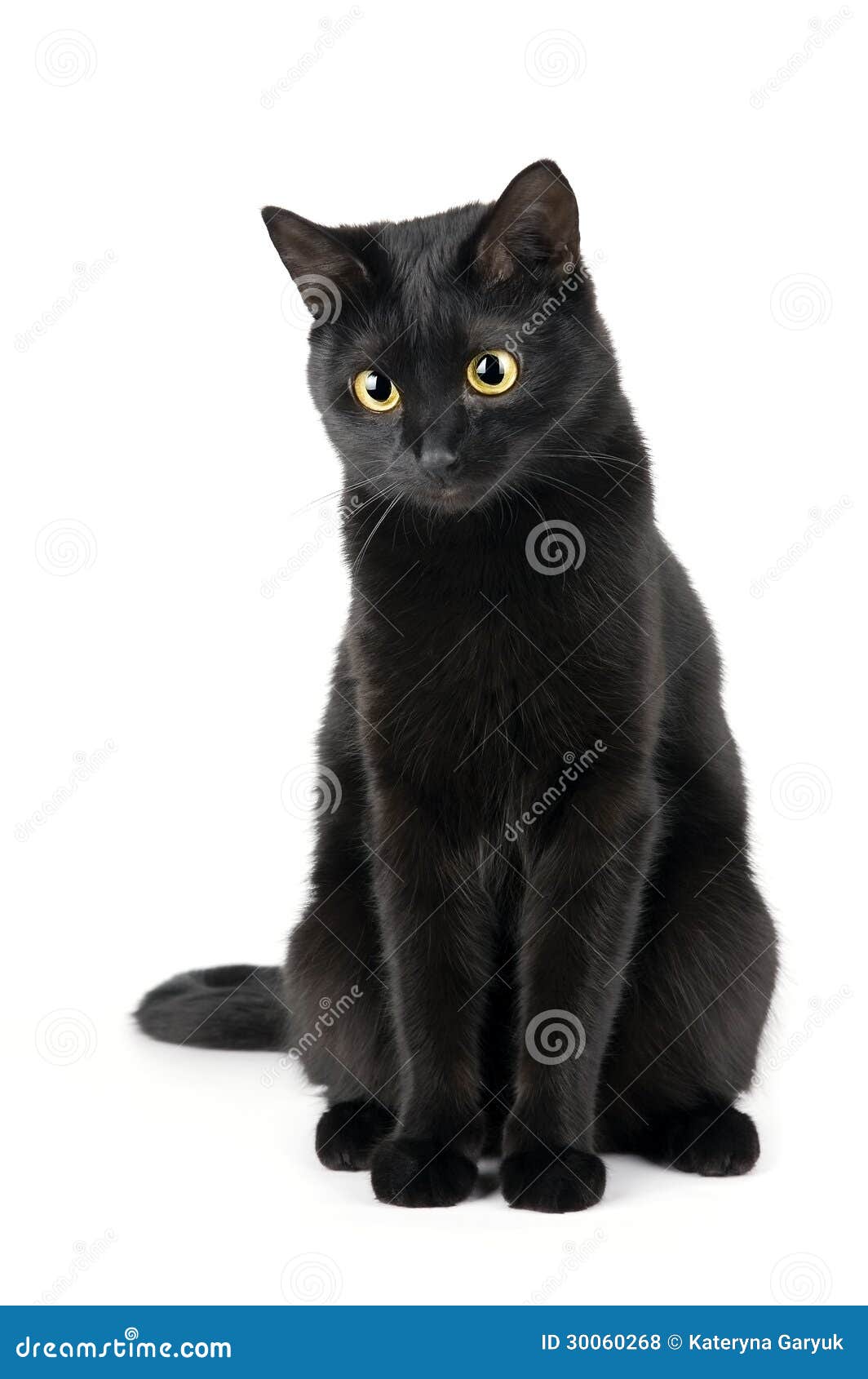 Cute Black Cat Pictures