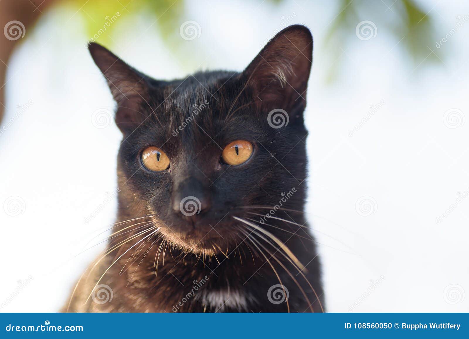 Cute Black Cat Looking Forward Stock Photo - Image of kitten, forward ...