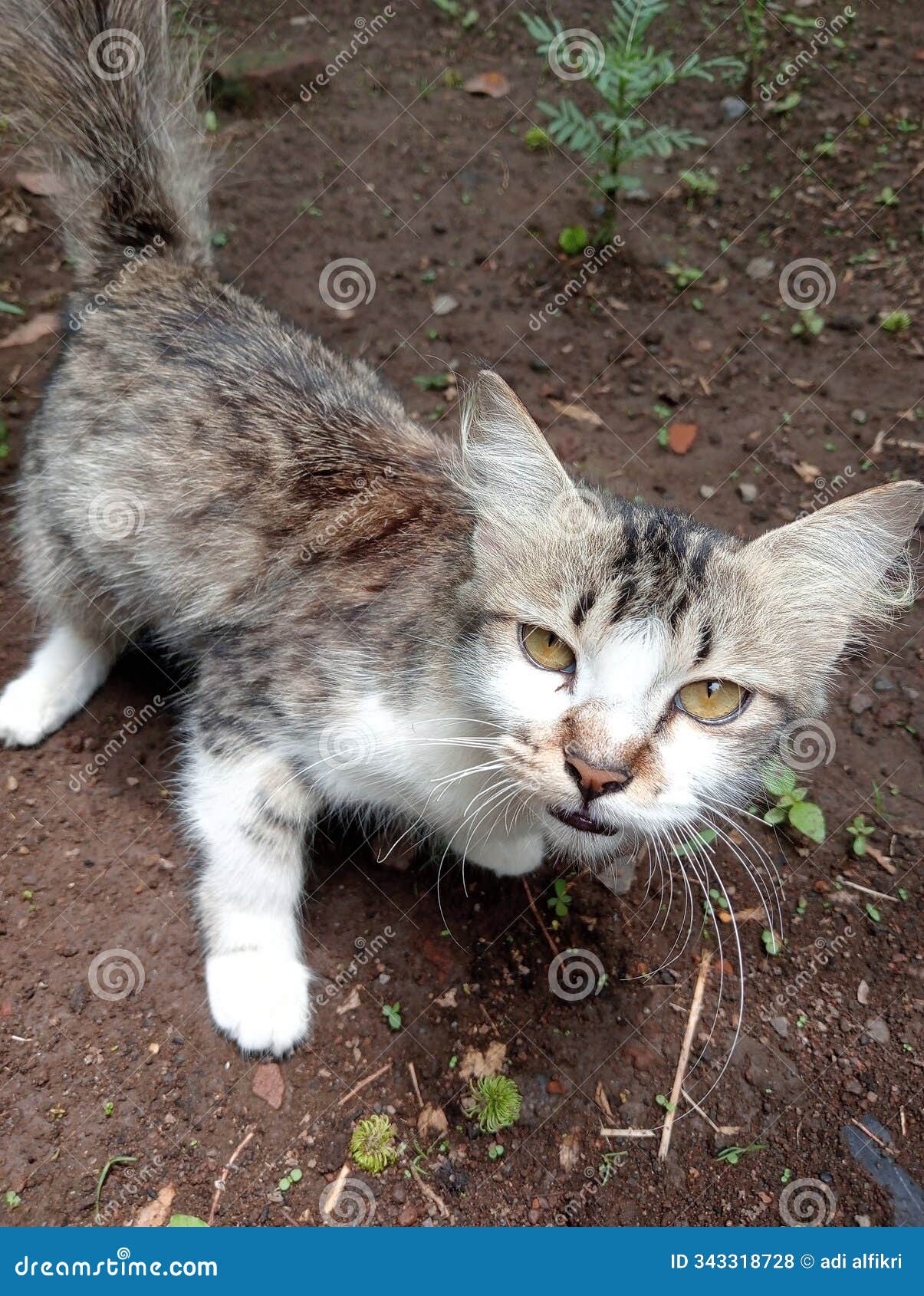 Cute black cat is roaring stock photo. Image of plant - 343318728