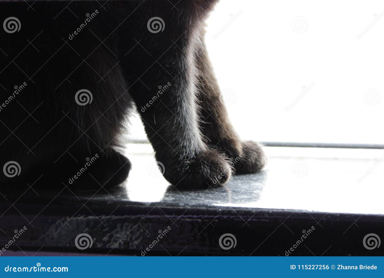 Cute black cat`s legs stock photo. Image of kittycat - 115227256