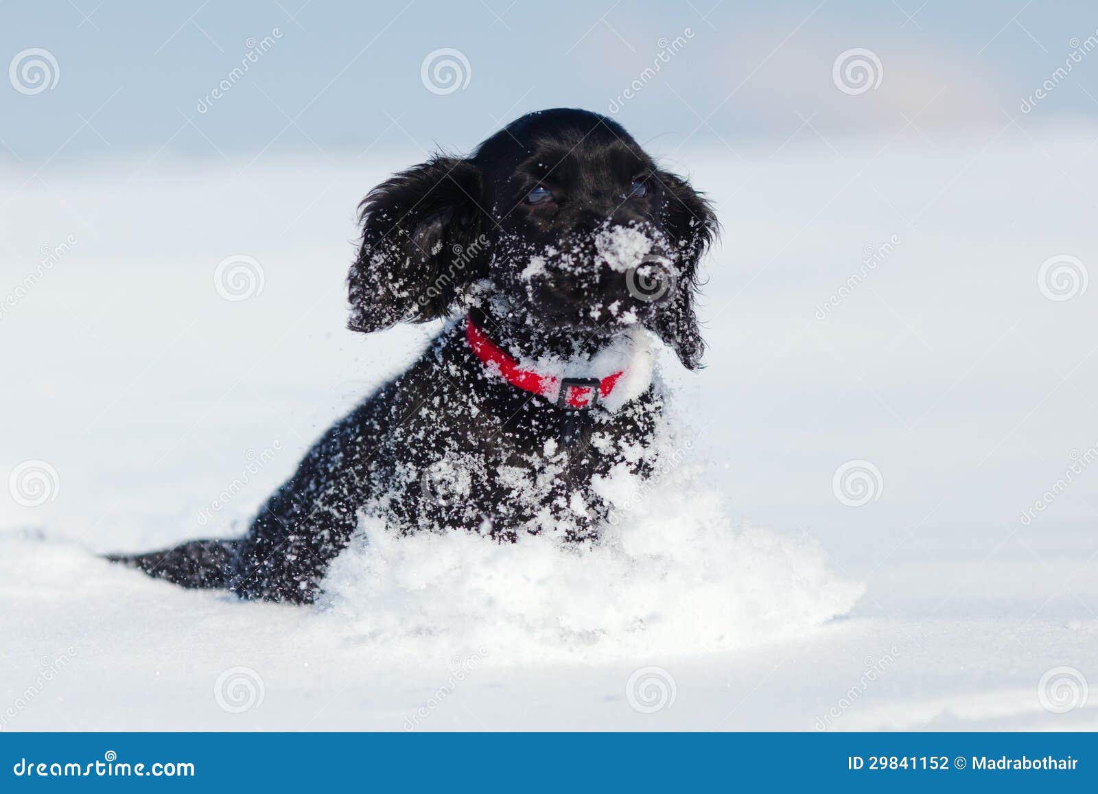 Cocker Spaniel Puppy Runs through the Snow Stock Photo - Image of ...