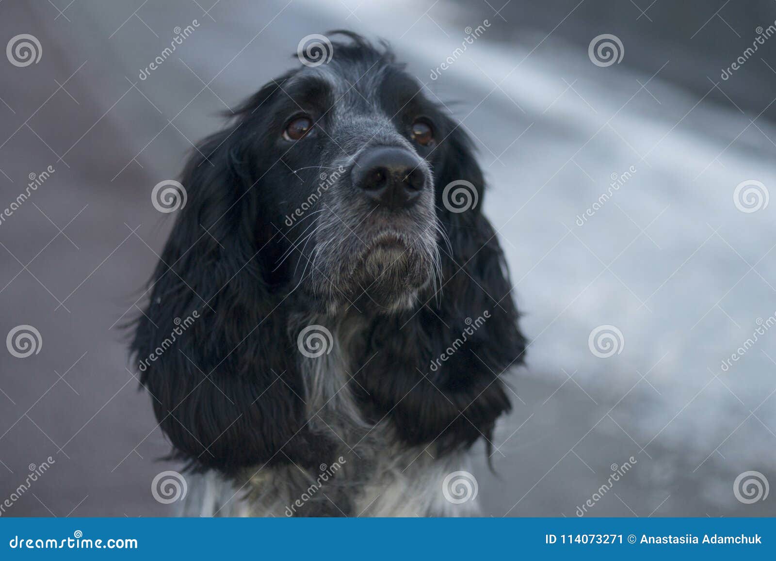 Cute Black Dappled Dog Spaniel Stock Image - Image of cute, spaniel ...