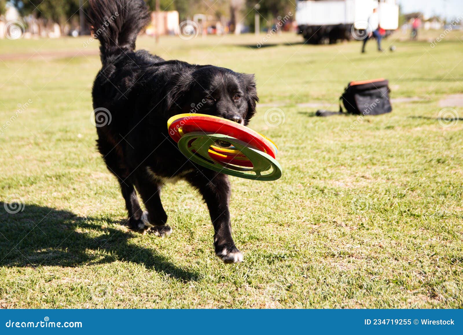 Cute Black Dog Playing in a Field Stock Image - Image of field ...
