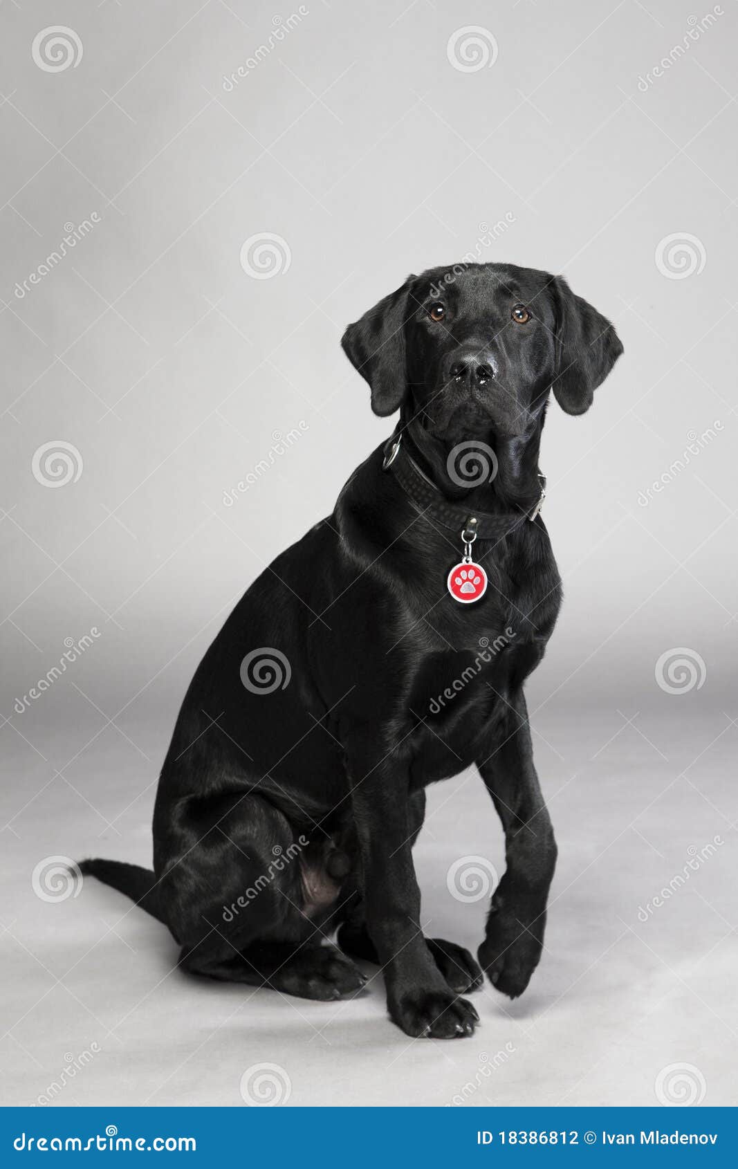 Cute black dog4 stock photo. Image of domestic, background - 18386812