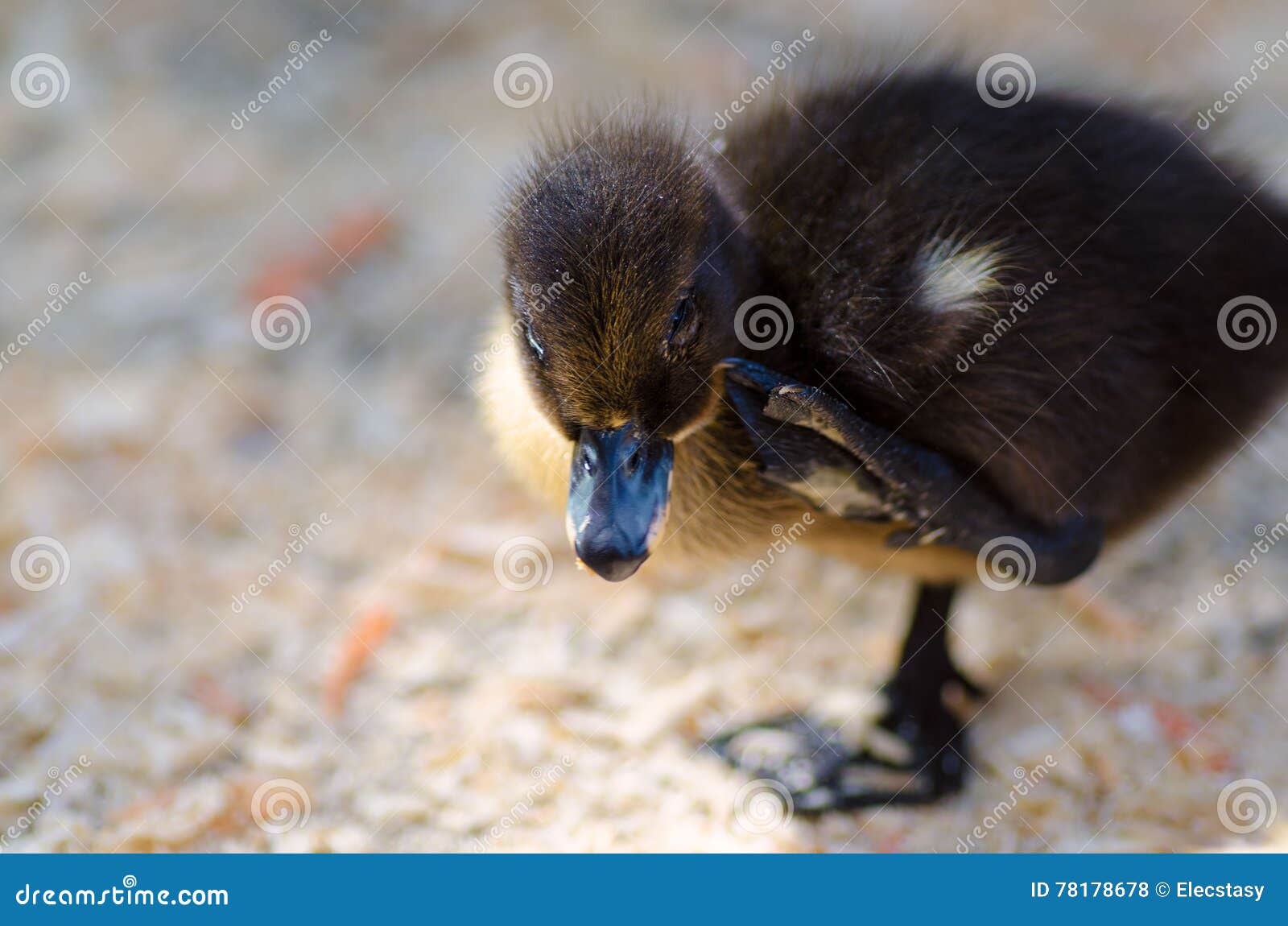 Cute Black Fluffy Duckling Standing on One Leg Stock Photo - Image of ...