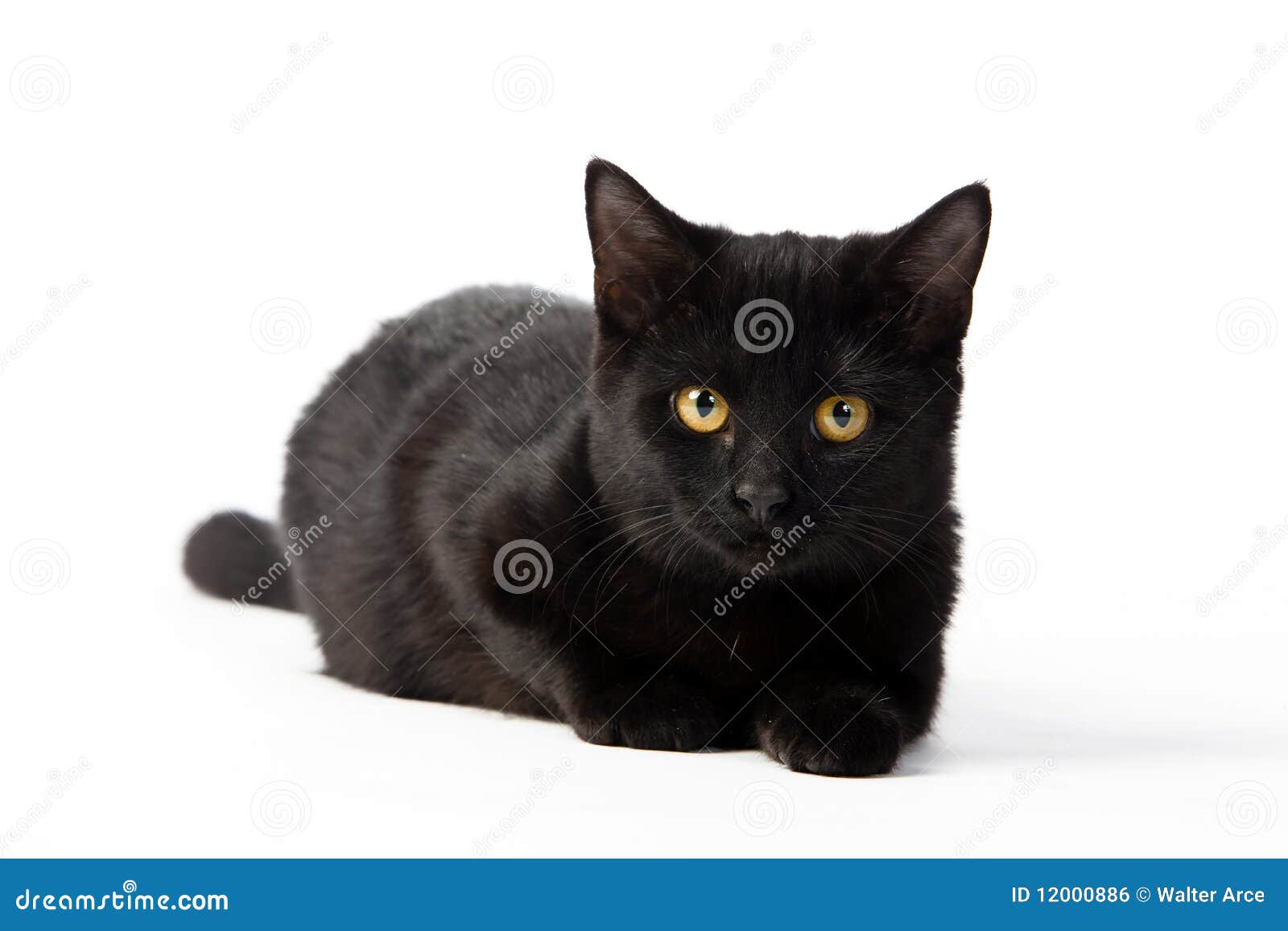 Cute Black Kitten stock photo. Image of baby, female - 12000886