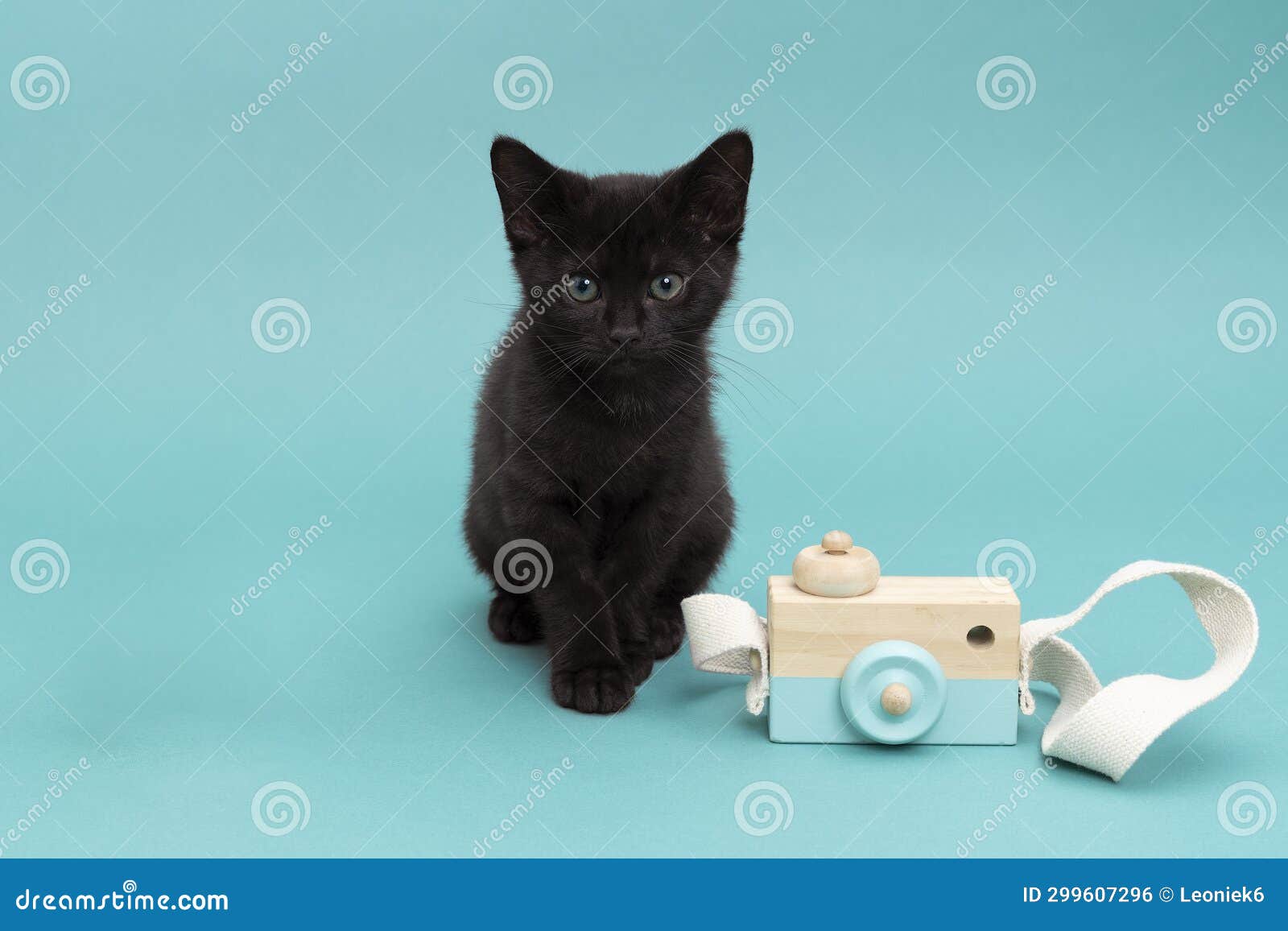 Cute Black Kitten, Cat in a Blue Studio Setting with a Toy Camera ...