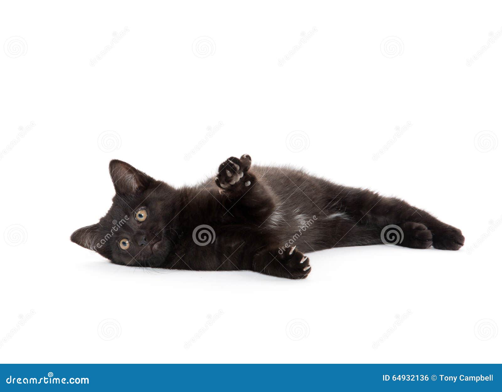 Cute Black Kitten Laying Down Stock Photo - Image of resting, animal ...
