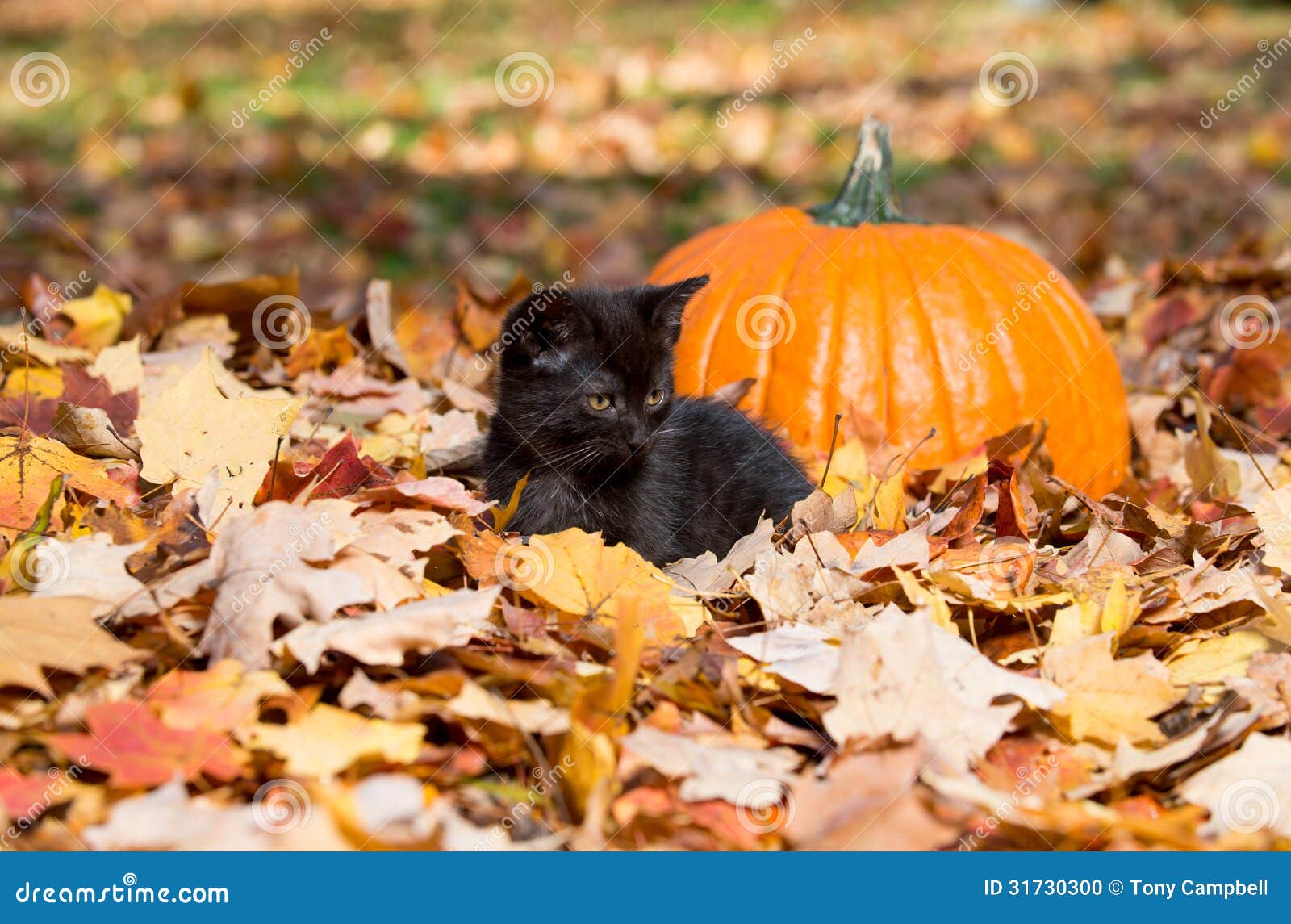 Fall Kitten
