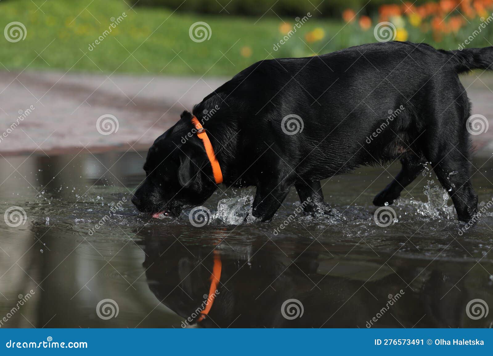 Cute Black Labrador Retriever Playing in Puddle in the Park Stock Image ...