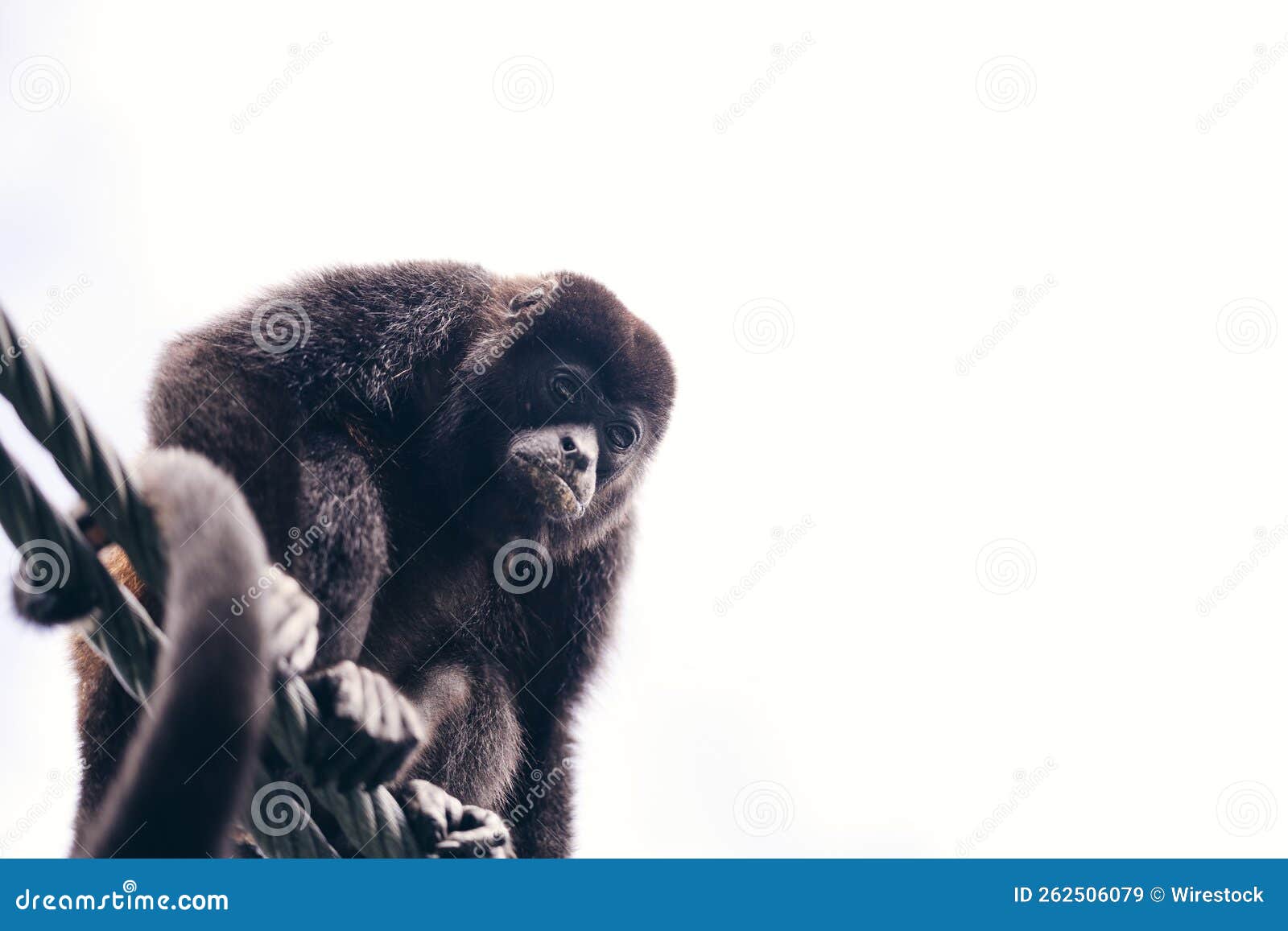 Cute, Black Monkey on a Rope Stock Image - Image of wildlife, gorilla ...
