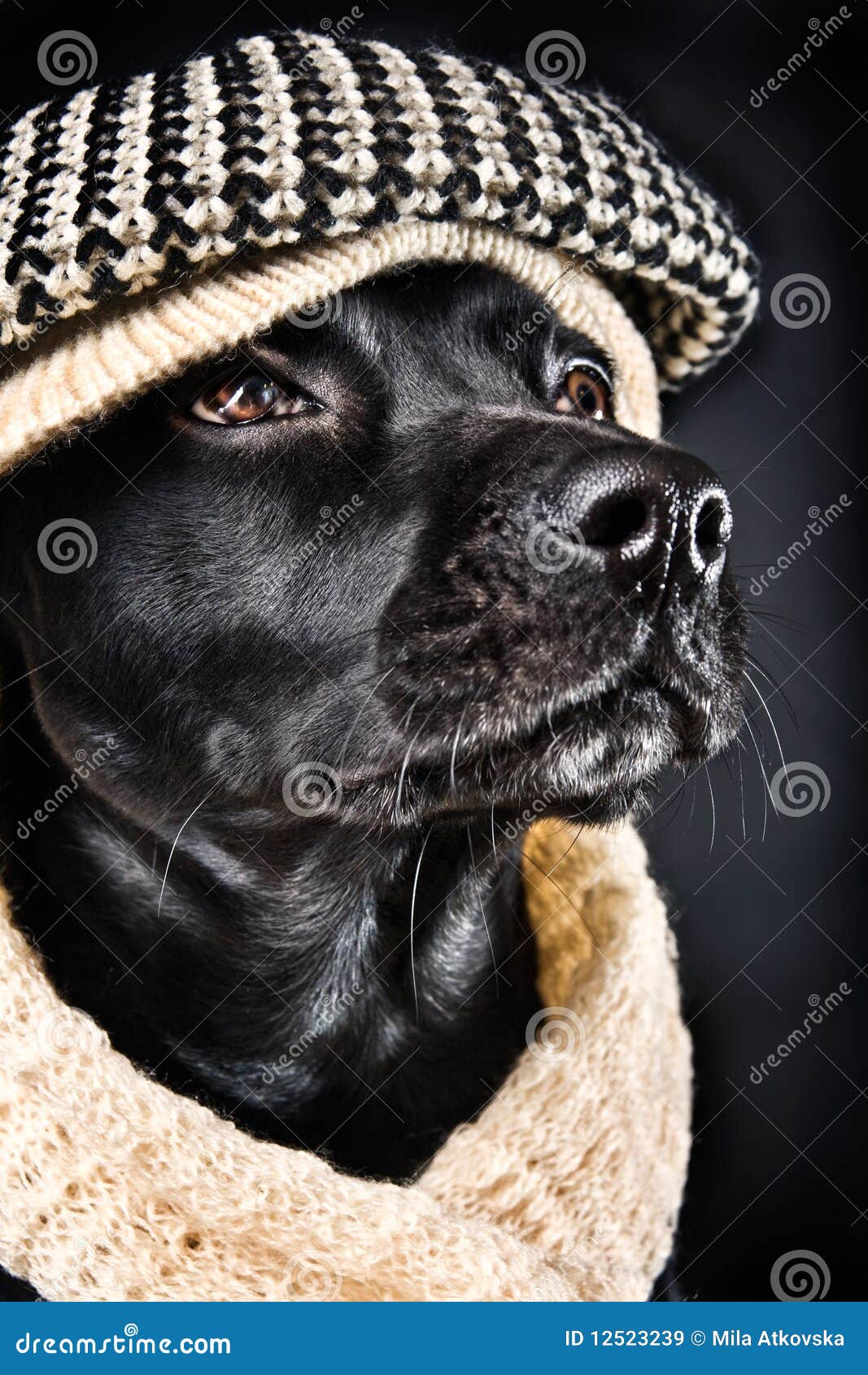 Cute black mutt stock image. Image of fabric, hound, isolated - 12523239