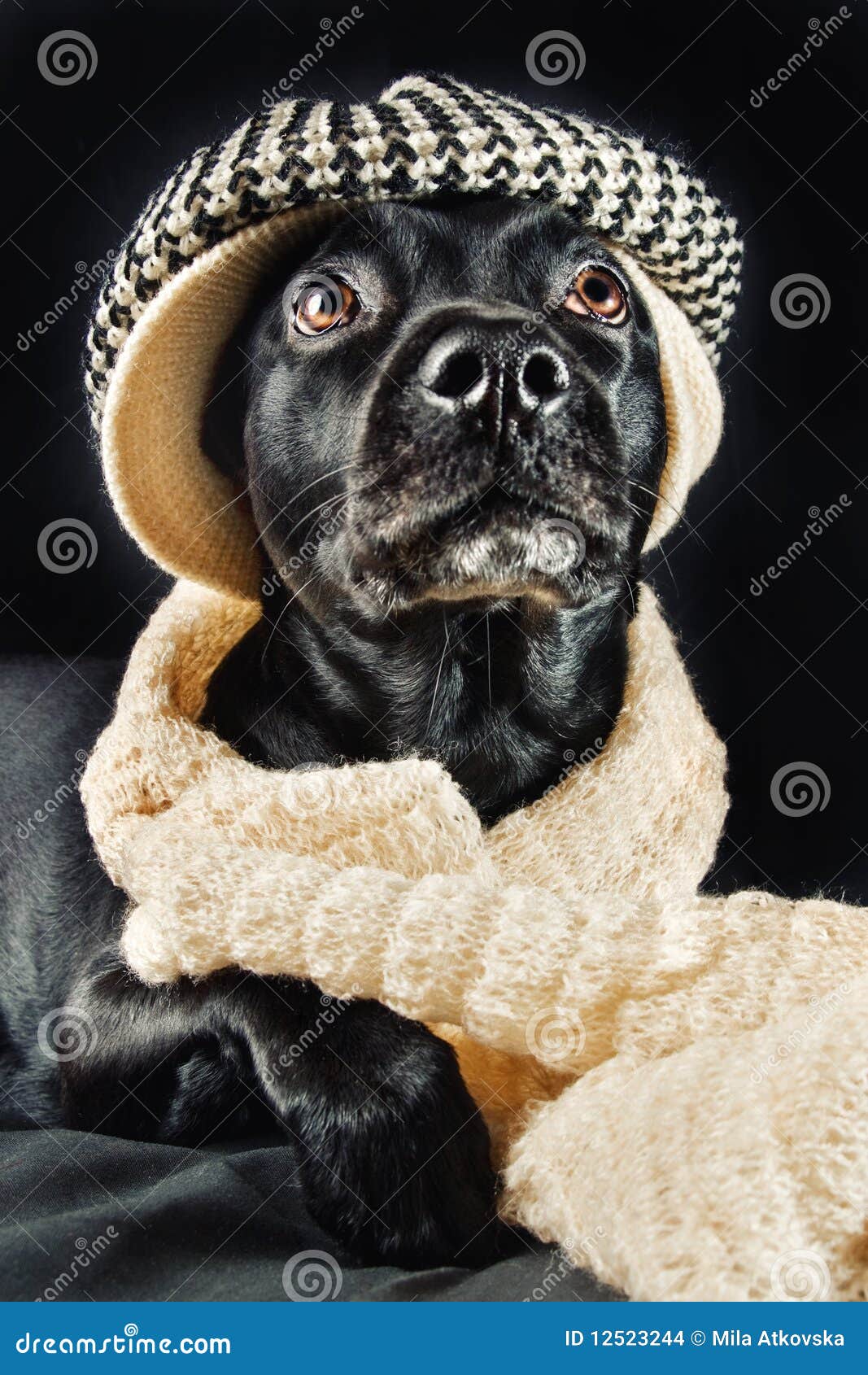 Cute black mutt stock photo. Image of personalization - 12523244
