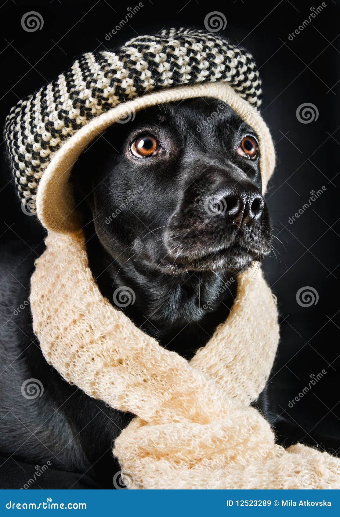 Cute black mutt stock image. Image of beauty, isolated - 12523289