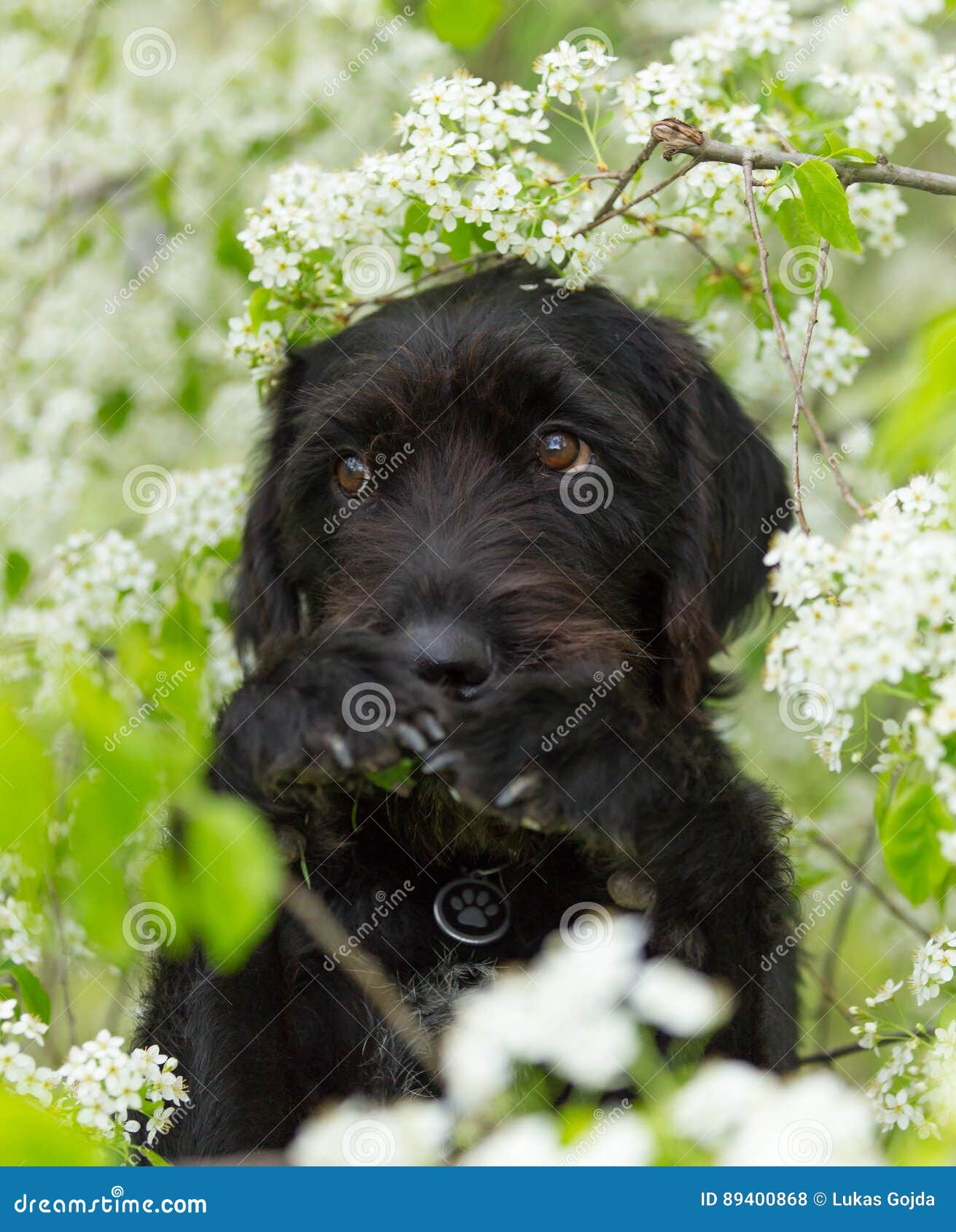 Cute Black Mutt Dog with Funny Face. Stock Photo - Image of happy ...