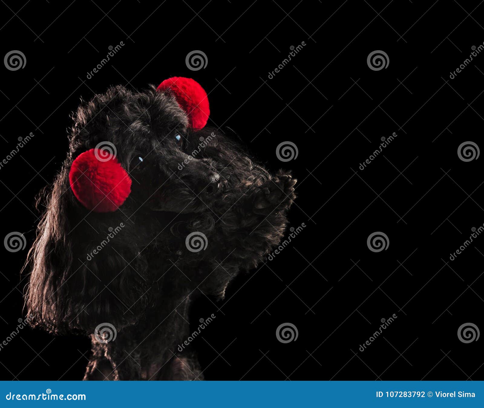 Cute Black Poodle Reaching Its Paw Stock Photo - Image of cute, ears ...