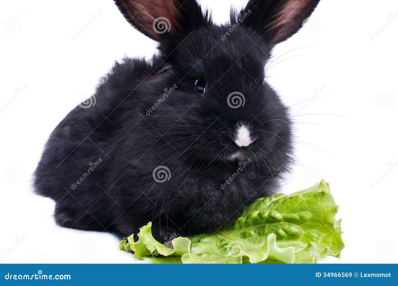 Cute Black Rabbit Eating Green Salad Stock Image - Image of cabbage ...