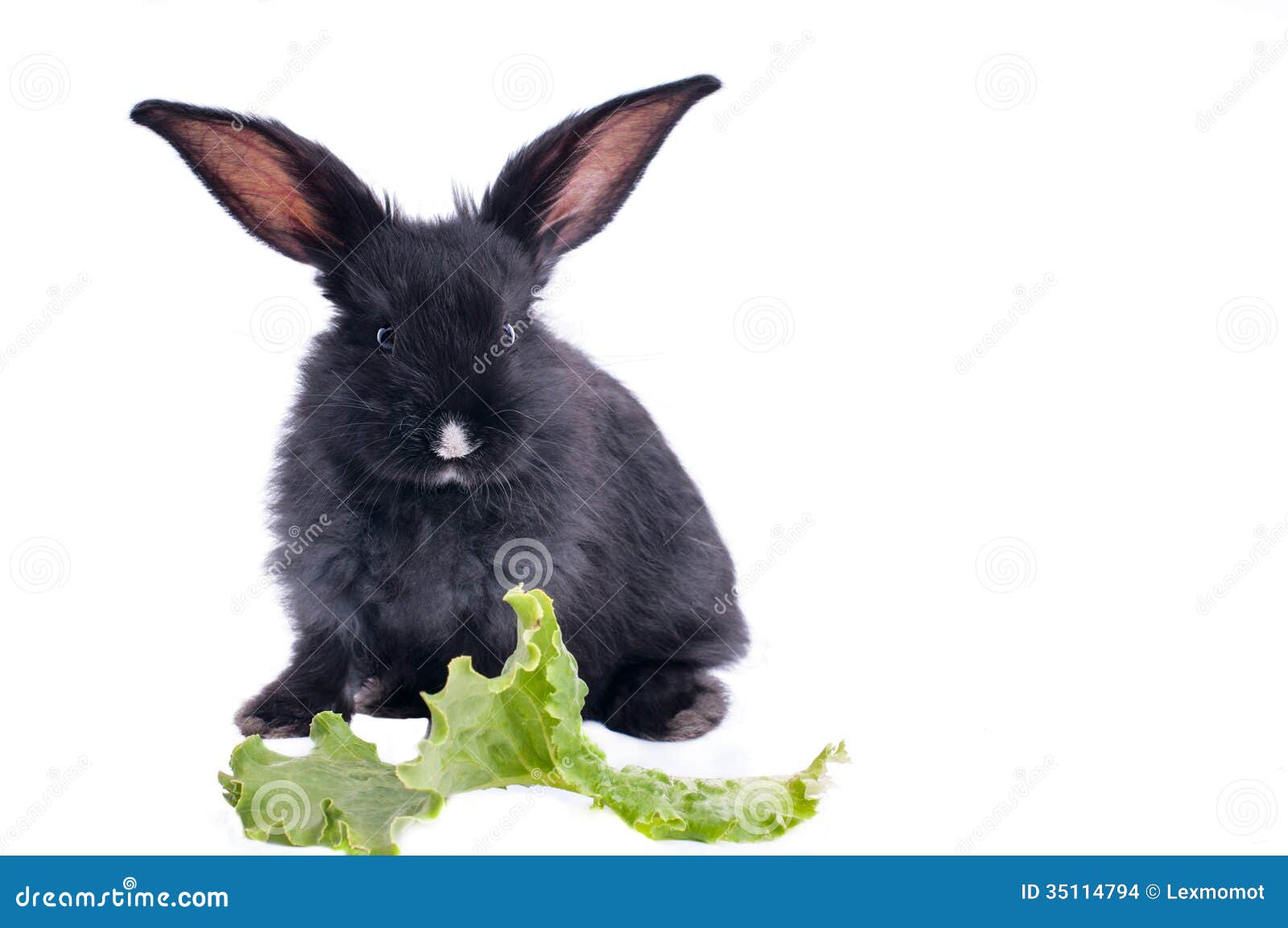 Cute Black Rabbit Eating Green Salad Stock Photo - Image of hungry ...