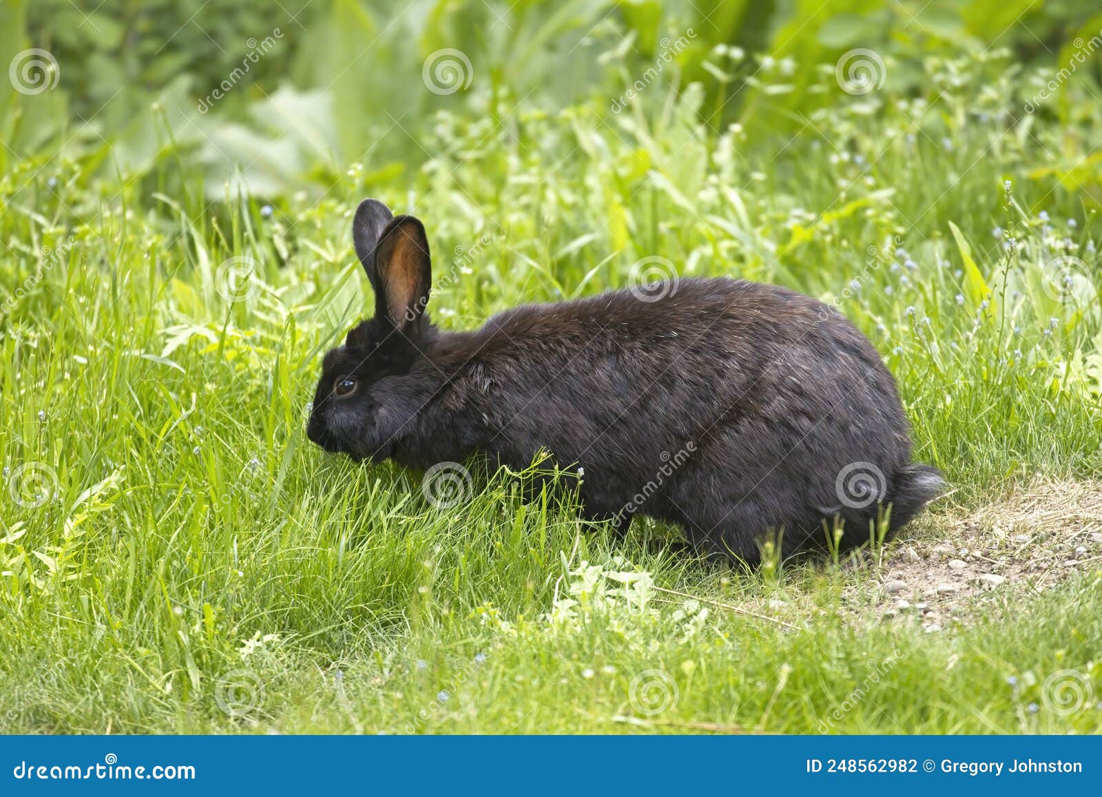 Cute Black Rabbit Eating Leaves in a Park Stock Photo - Image of grass ...