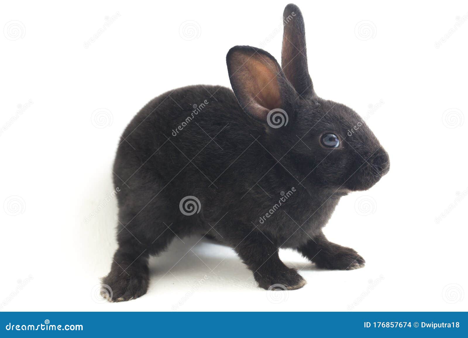 Cute Black Rex Rabbit Isolated on White Stock Photo - Image of domestic ...