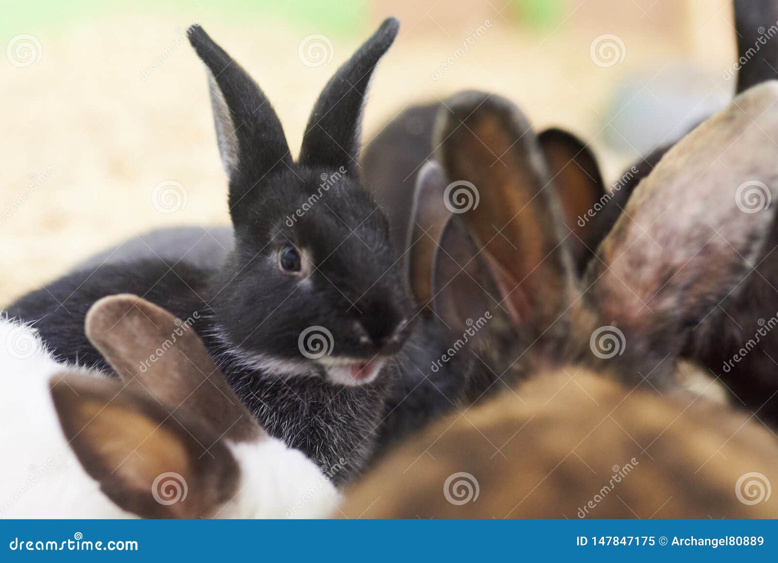 Cute Black Rabbit with a Surprised Muzzle Stock Image - Image of grain ...