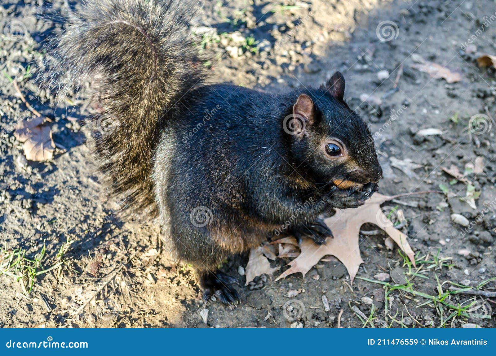 Cute Black Squirrel