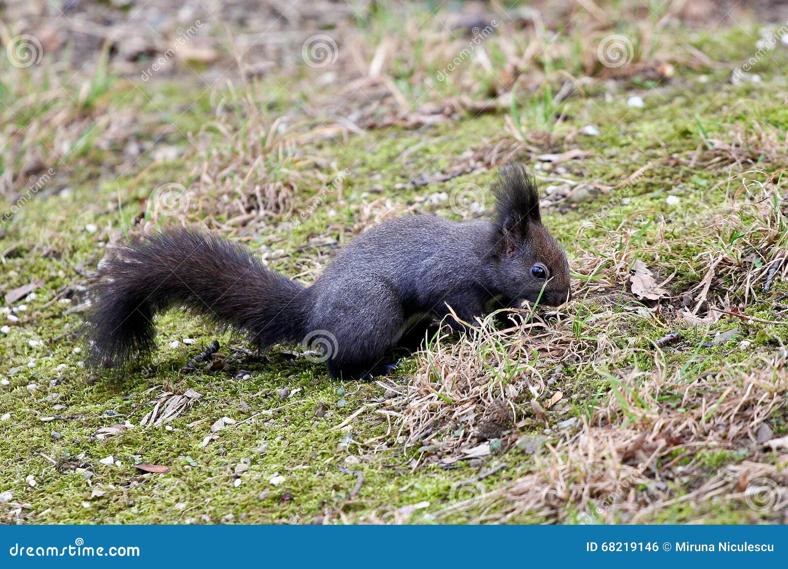 Cute black squirrel stock photo. Image of paws, animal - 68219146
