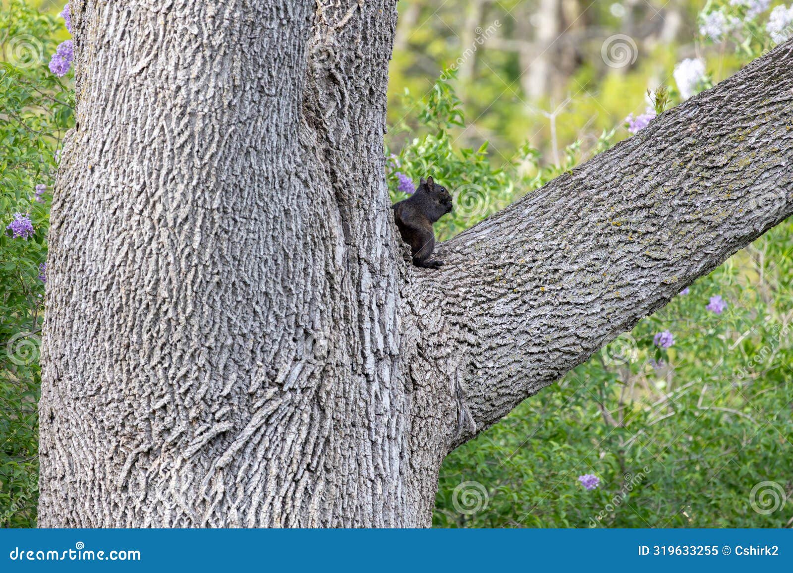 Cute Black Squirrel on Tree Branch Stock Image - Image of nature ...