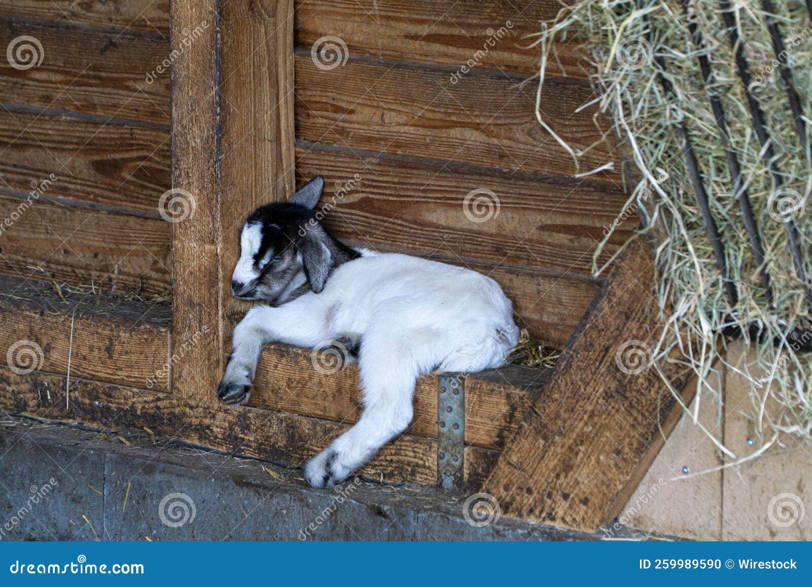 Cute Black and White Baby Goat Inside a Barn Stock Photo - Image of ...