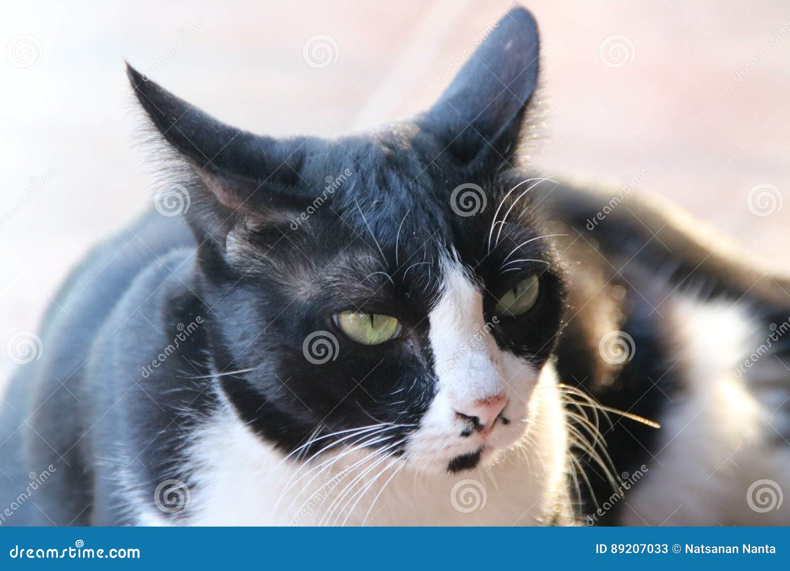 Cute black and white cat stock image. Image of eyes, floor - 89207033