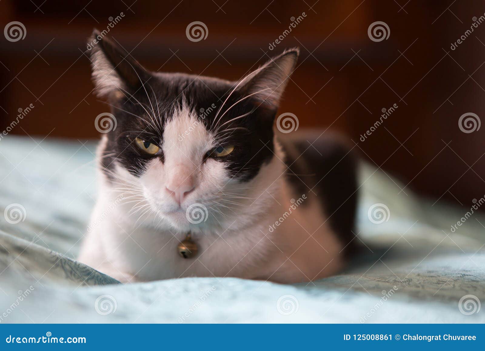 Drowsy Kitten On Wicker Chair. Stock Image | CartoonDealer.com #83506021