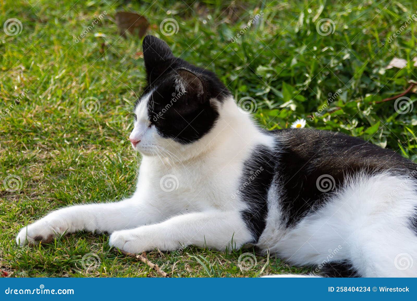 Cute Black and White Cat Outdoors Stock Photo - Image of looking, black ...