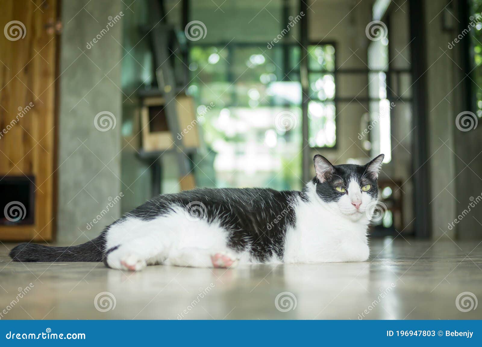 Cute Black and White Cat Sitting in the Room Stock Image - Image of ... Cute Black and White Cat Sitting in the Room Stock Image - Image of ...