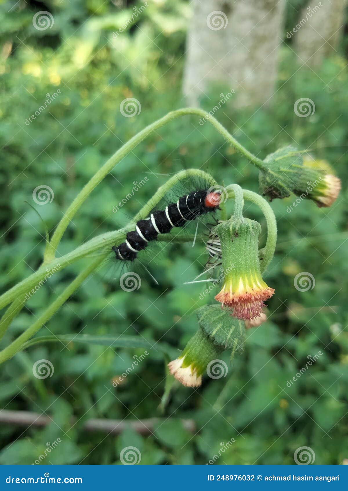 Black and White Caterpillar Stock Photo - Image of caterpillar, black ...