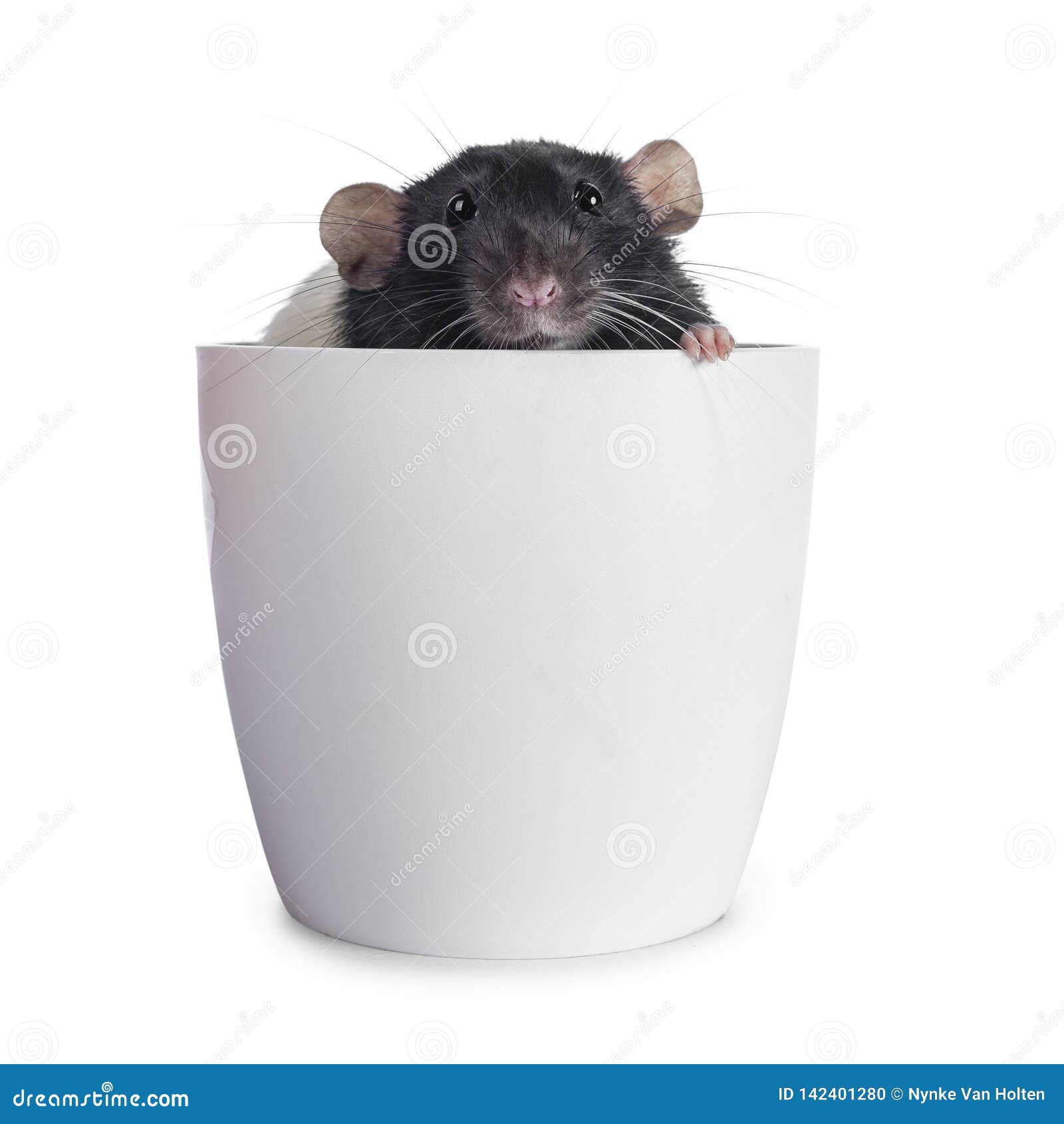 Dumbo Wallpaper Cute Rats Parketis