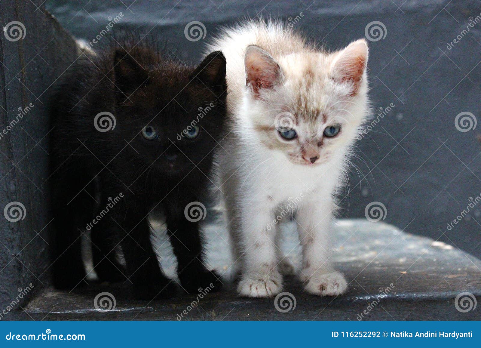 The black and white kitten stock photo. Image of little - 116252292