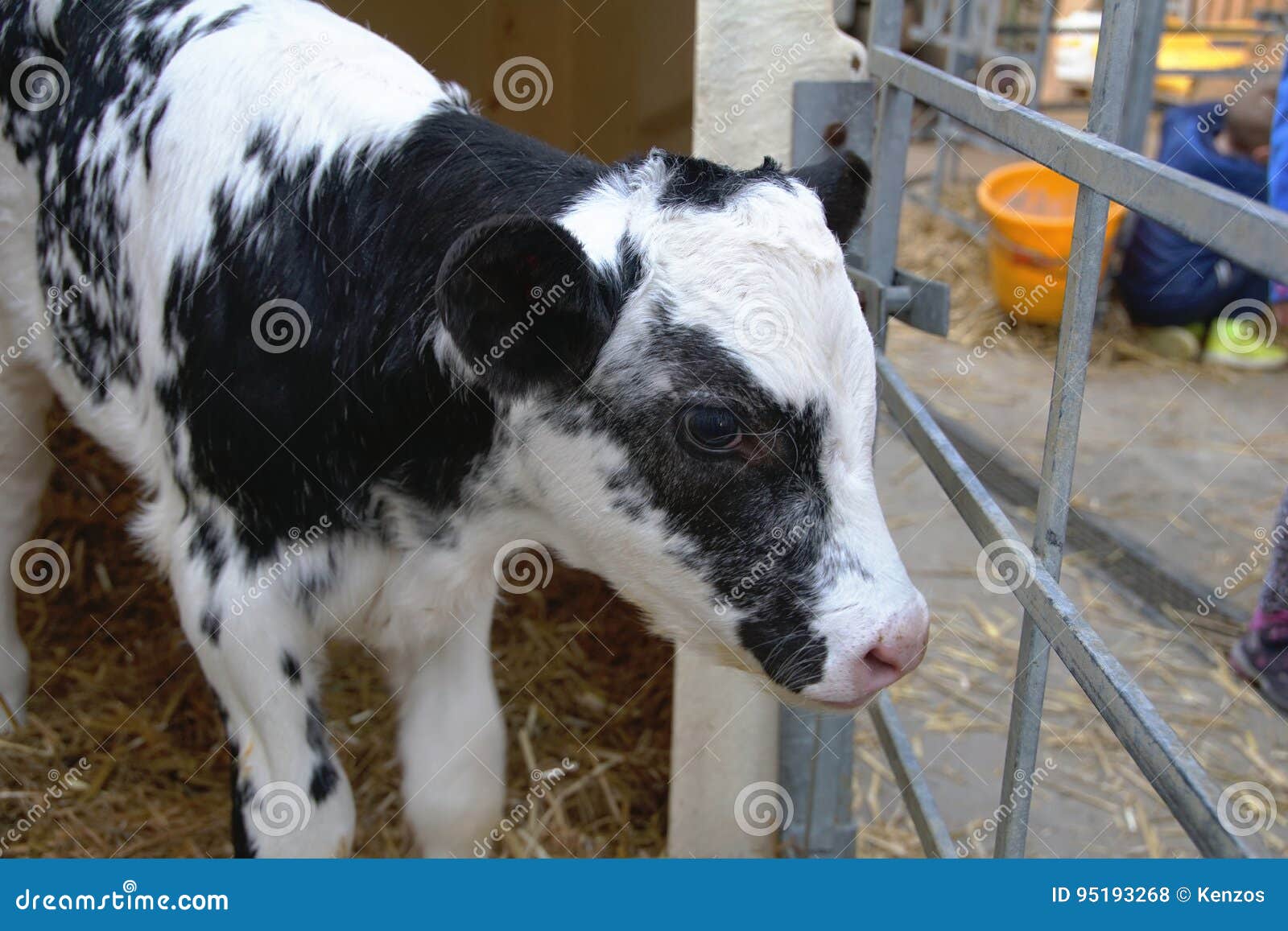 A Cute Black and White Little Calf - Portrait Stock Photo - Image of ...