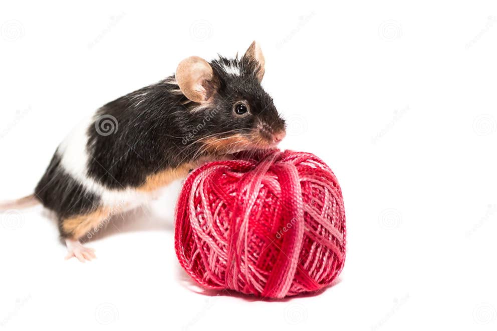 Cute Black and White Mouse with Thread Stock Photo - Image of wool ...