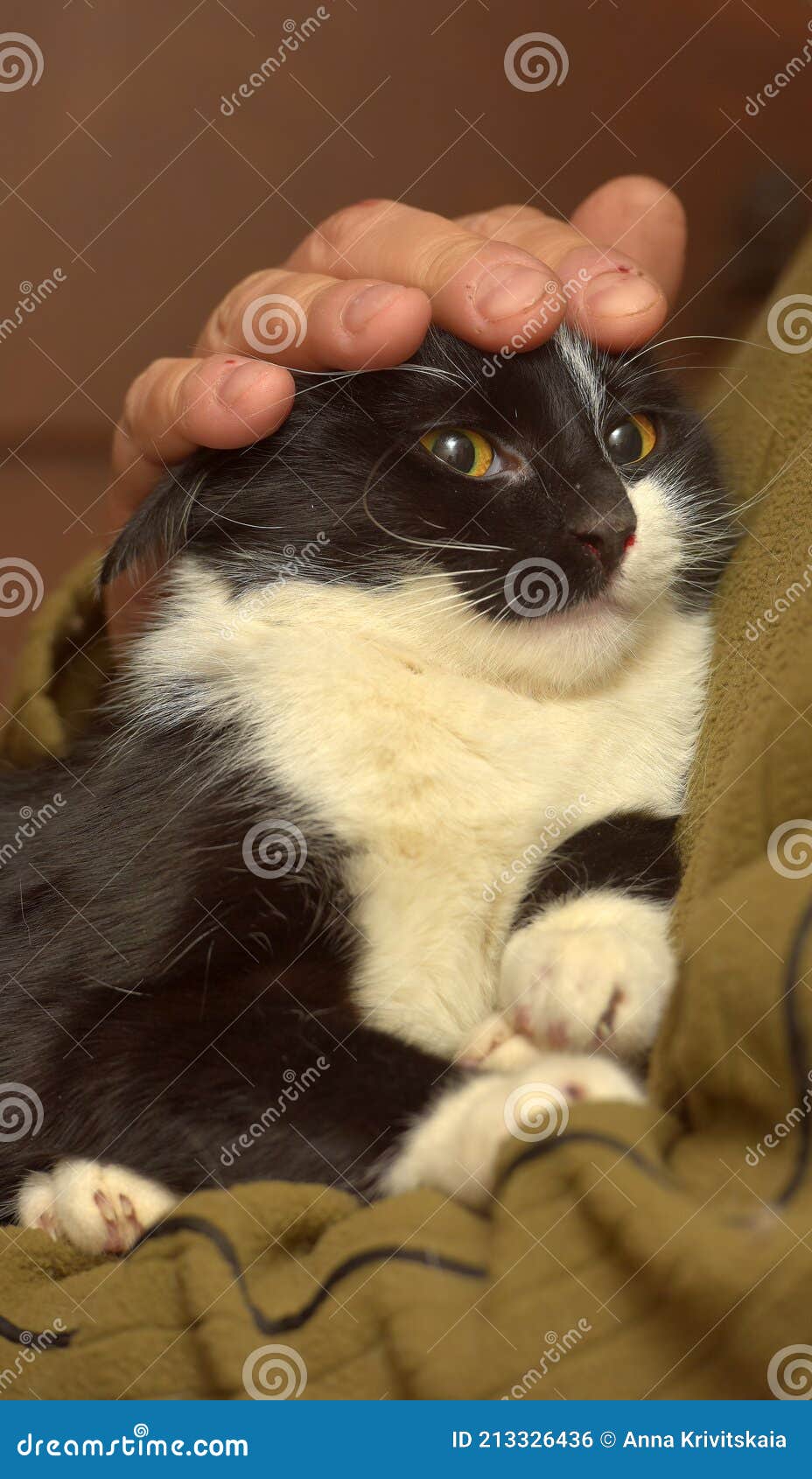Black and White Short-haired Cat in the Hands Stock Photo - Image of ...