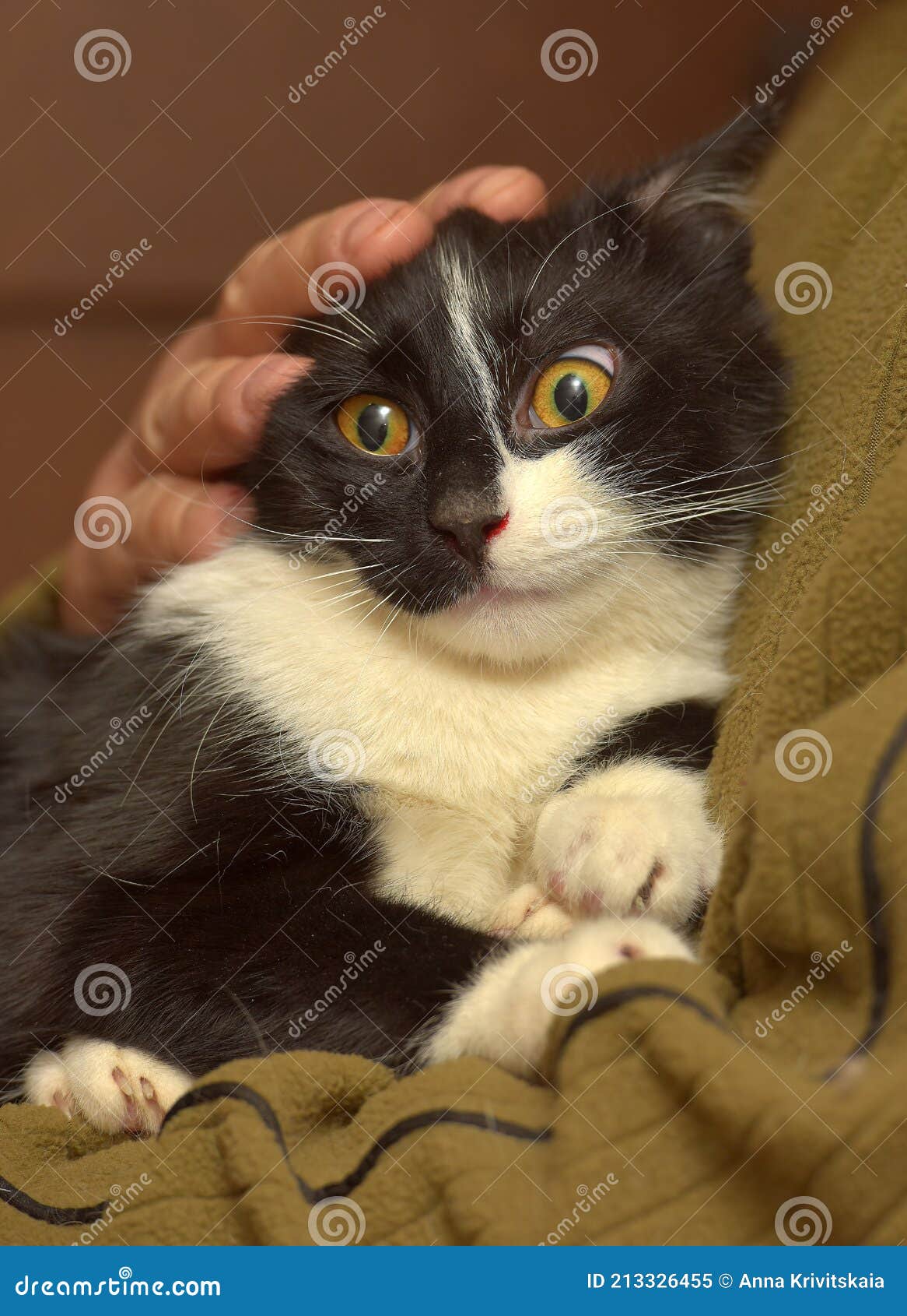 Black and White Short-haired Cat in the Hands Stock Image - Image of ...