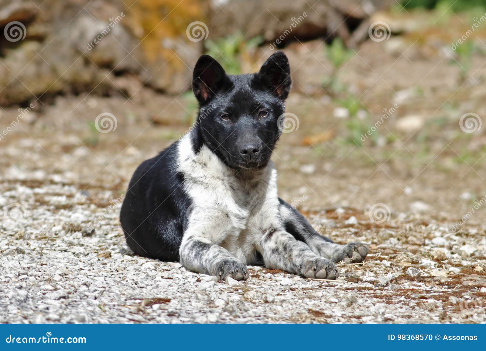 Cute Black and White Street Dog Stock Photo - Image of portrait, white ...
