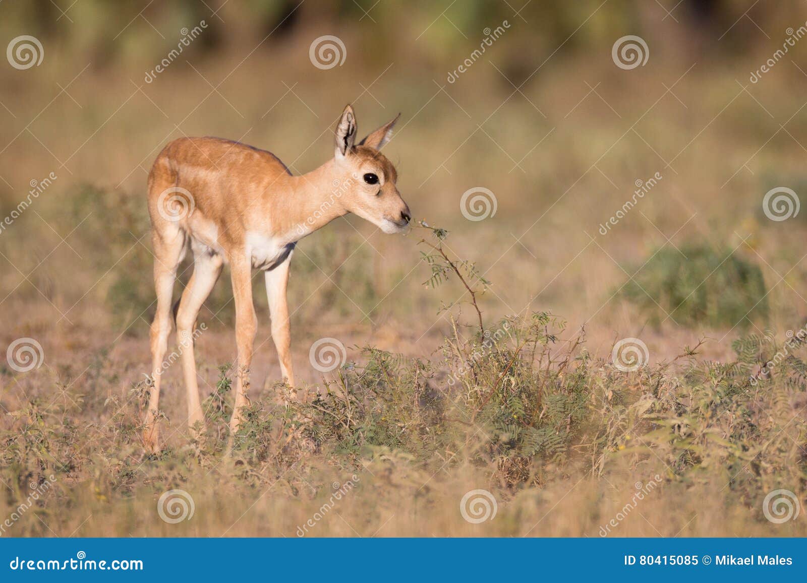 Cute blackbuck fawn stock image. Image of twig, indian - 80415085
