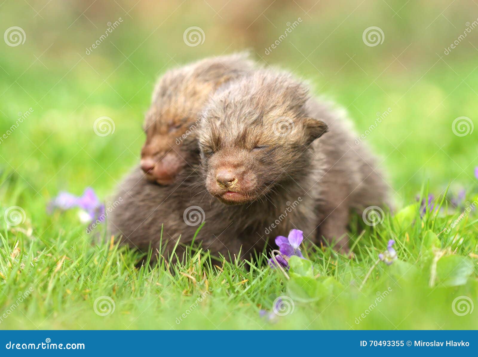 Cute Blind Foxes in Violets Stock Image - Image of sister, violets ...