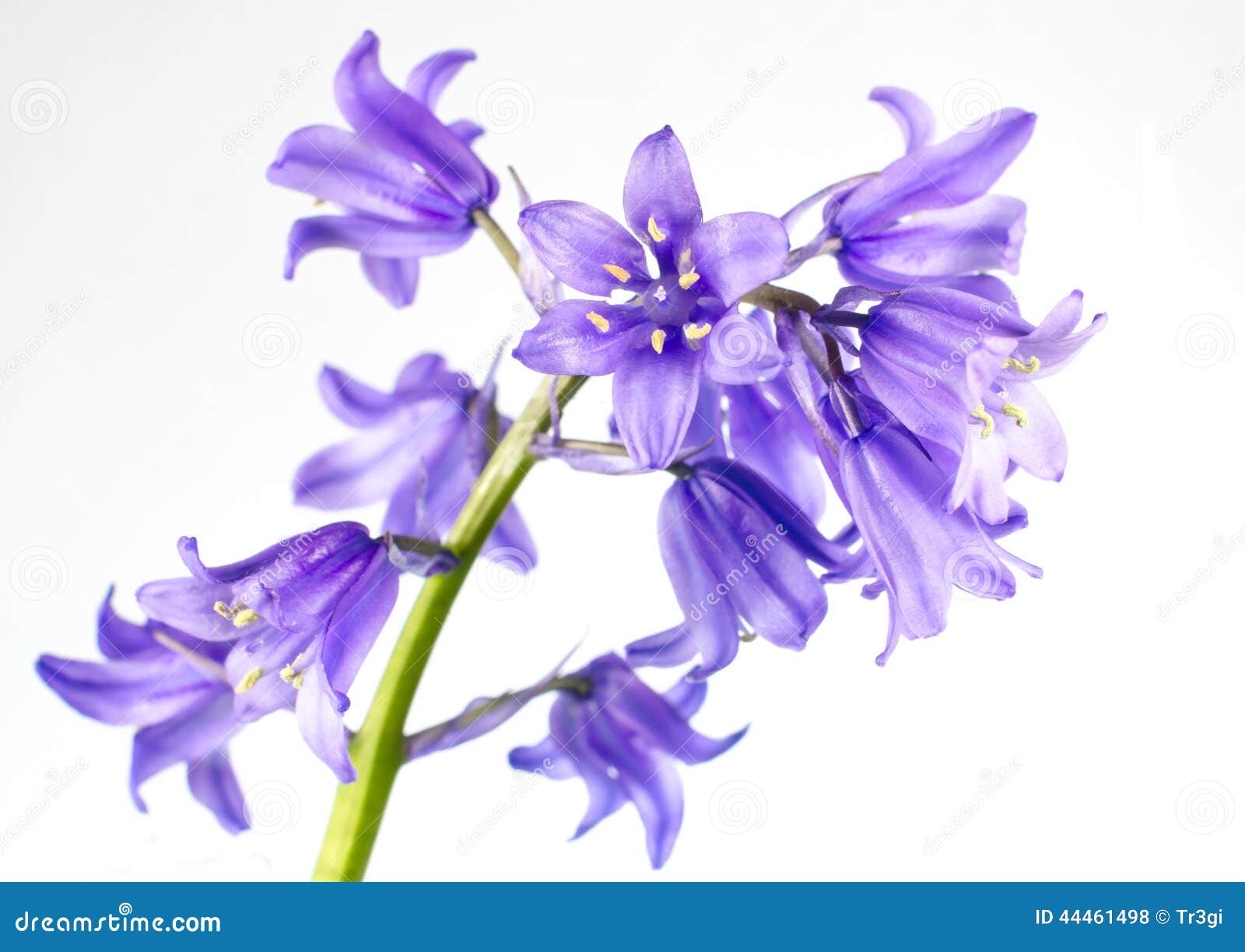 Cute Blue Bells Flower Isolated on White Stock Photo - Image of ...