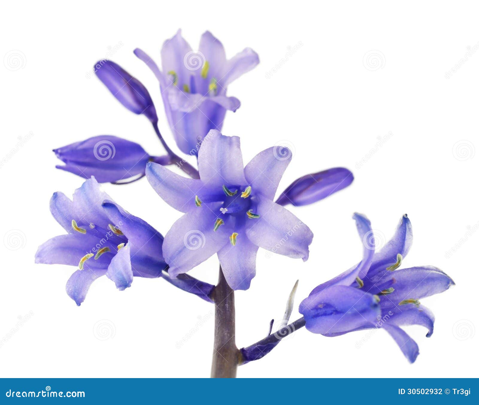 Cute Blue Bells Flower Isolated on White Stock Photo - Image of ...