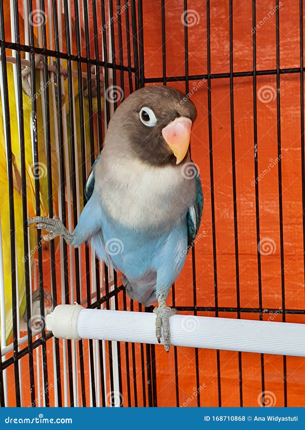 A cute and blue bird stock photo. Image of cute, wings - 168710868