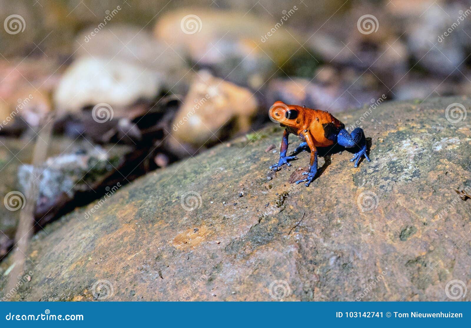 Cute Blue Jeans Frog on a Rock Stock Image - Image of cute, enjoying ...