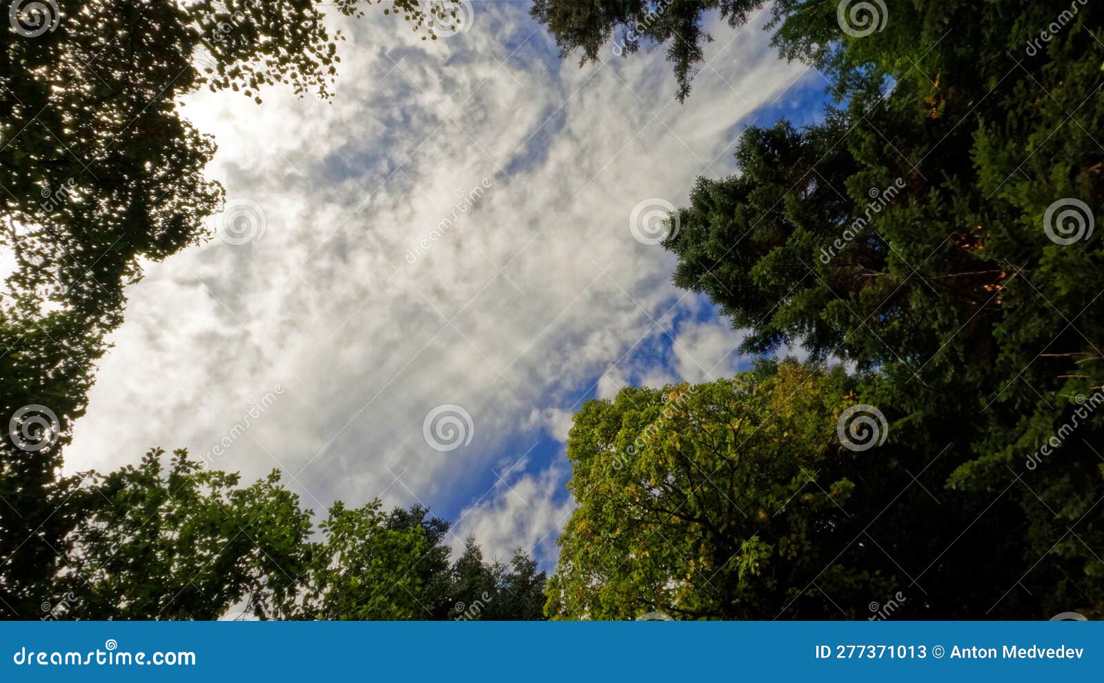 Cute Blue Sky with Clouds, Big Greenery Branches, View from Below ...